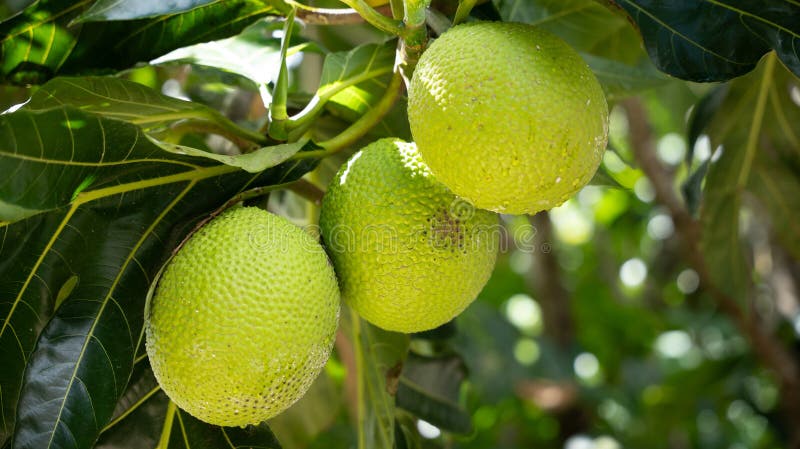 Panapen Logo Stock Photos - Free & Royalty-Free Stock Photos from ...