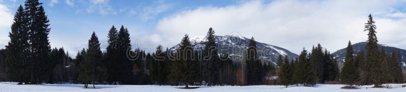 Panaramic View of Sunny Forest Stock Photo - Image of beauty, natural ...
