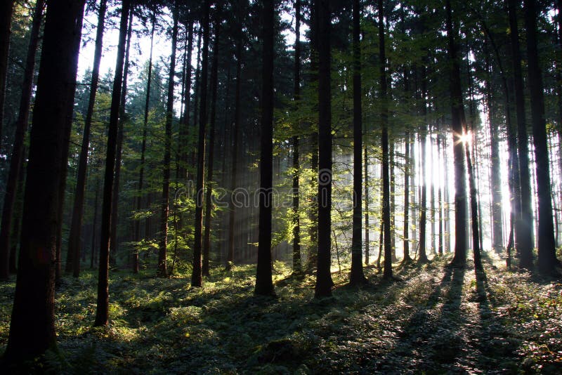 Panaramic View of Sunny Forest Stock Photo - Image of beauty, natural ...