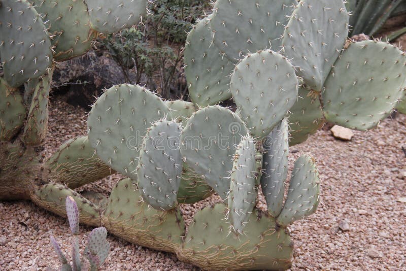 Cactus Pancake Prickly Pear with Scenic View on Massive Mesa Cliff O ...