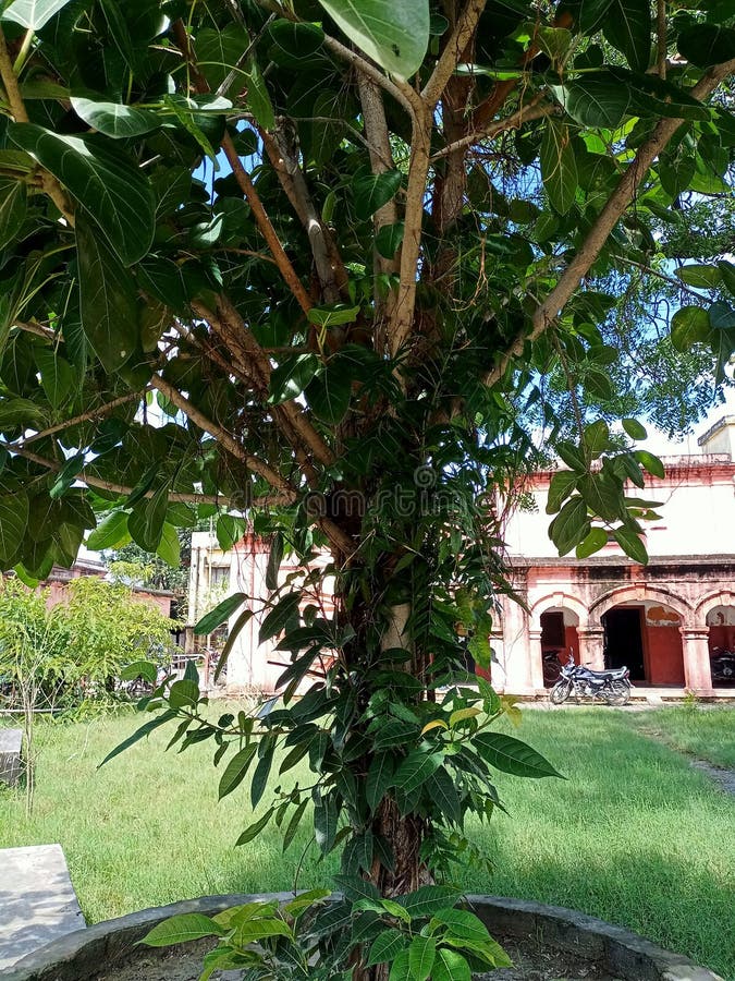 Panchwati Tree Stock Photos - Free & Royalty-Free Stock Photos from ...