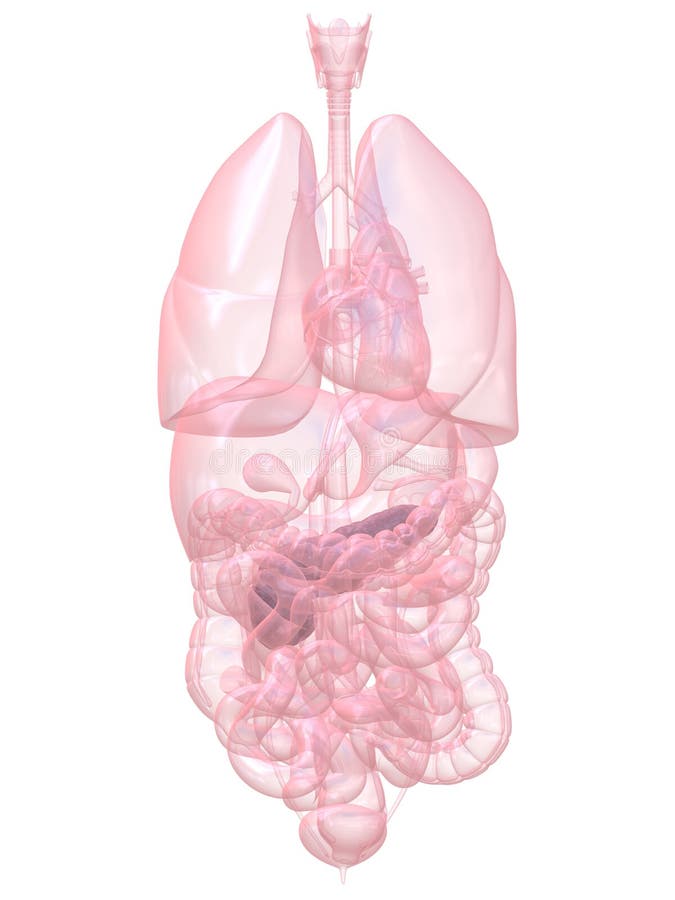 Coeur humain illustration stock. Illustration du intestin - 5970808