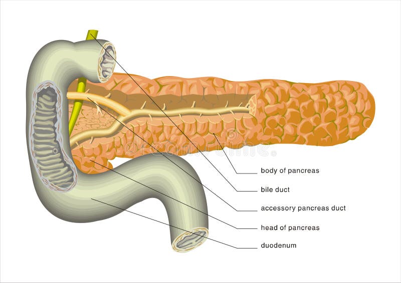 Pancreatitis stock vector. Illustration of common, diabetes - 42782499