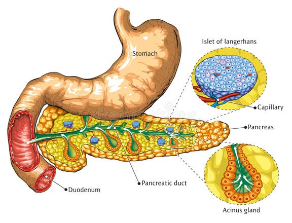 Glands Pancreas Stock Illustrations – 450 Glands Pancreas Stock ...