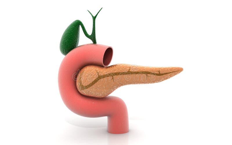 Pancreas stock illustration. Illustration of background - 27142836