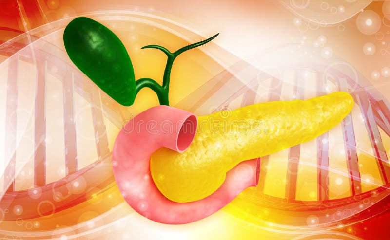 Pancreas stock illustration. Illustration of carbohydrate - 31656919