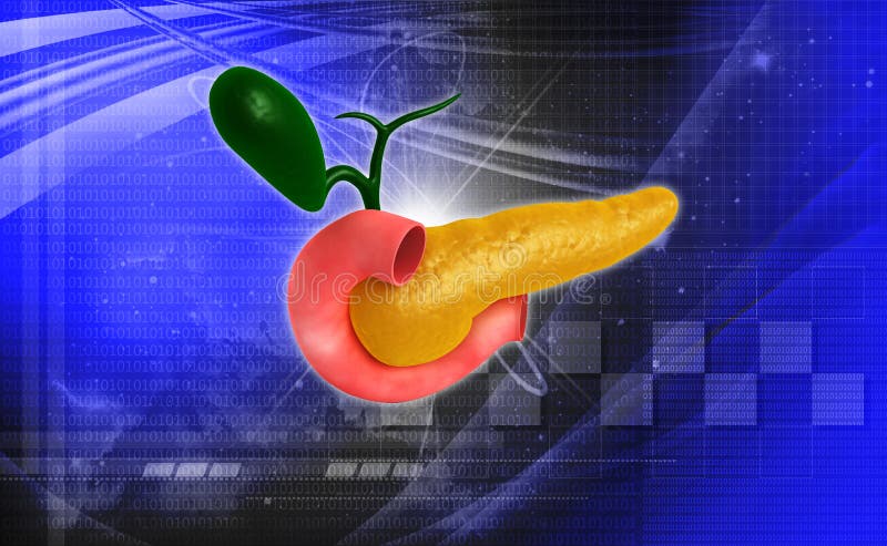 Pancreas stock illustration. Illustration of protein - 34803596