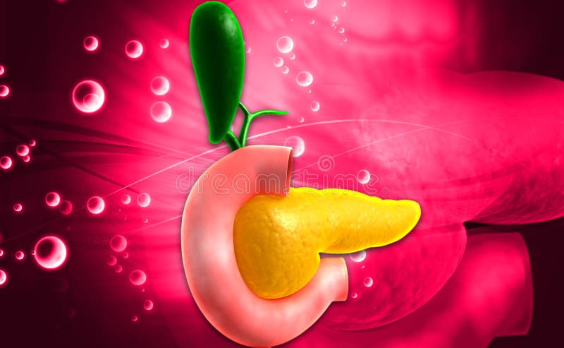 Pancreas stock illustration. Illustration of stomach - 40543734