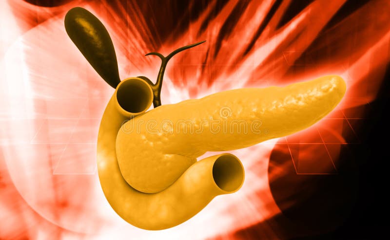 Pancreas stock image. Image of imagination, glucagon - 37013929