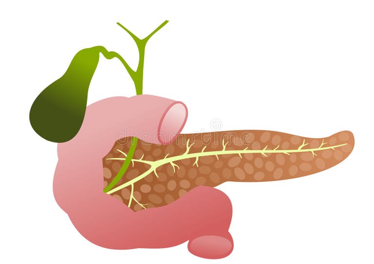 Pancreas, Duodenum and Gall Bladder Stock Vector - Illustration of ...