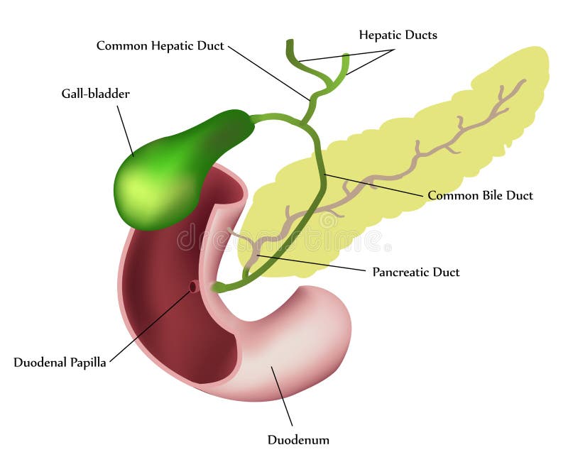 Pancreas Duodenum And Gall Bladder Stock Vector Illustration Of