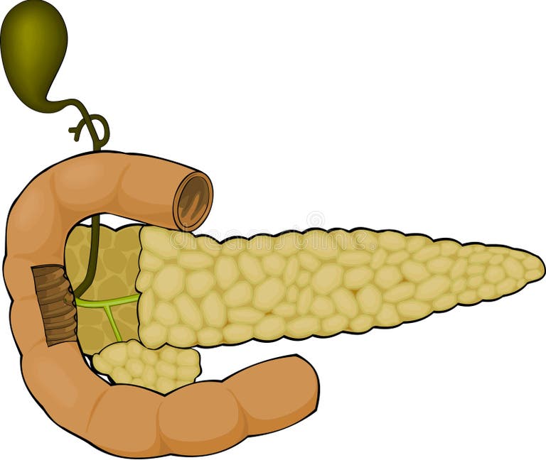 Pancreas, Duodenum and Gall-bladder Stock Vector - Illustration of duct ...