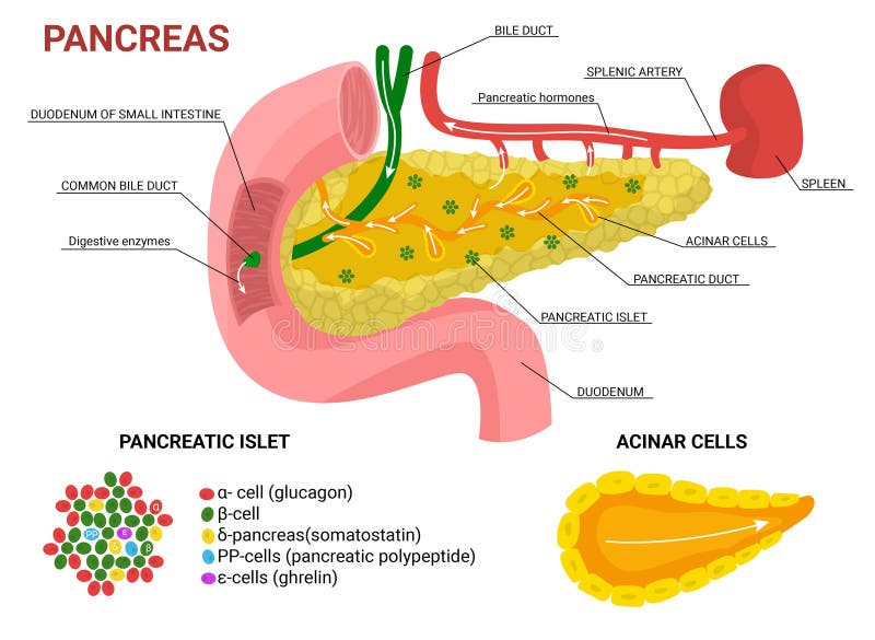 Pancreas Flat Infographic Composition Stock Vector - Illustration of ...