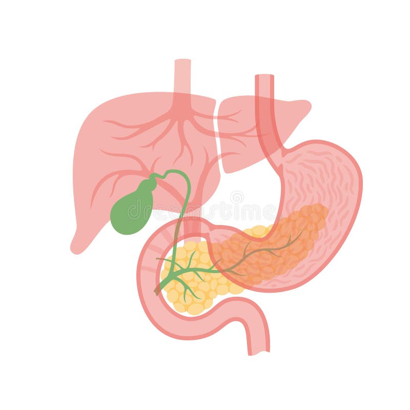 Liver Gallbladder Pancreas Stock Illustrations – 3,062 Liver ...