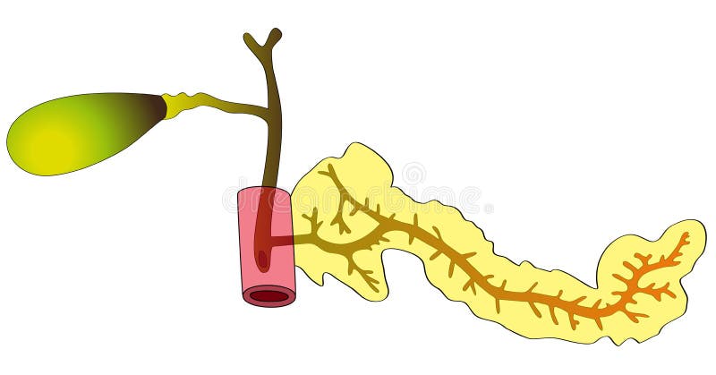 Pancreas, Duodenum and Gall-bladder Stock Vector - Illustration of duct ...