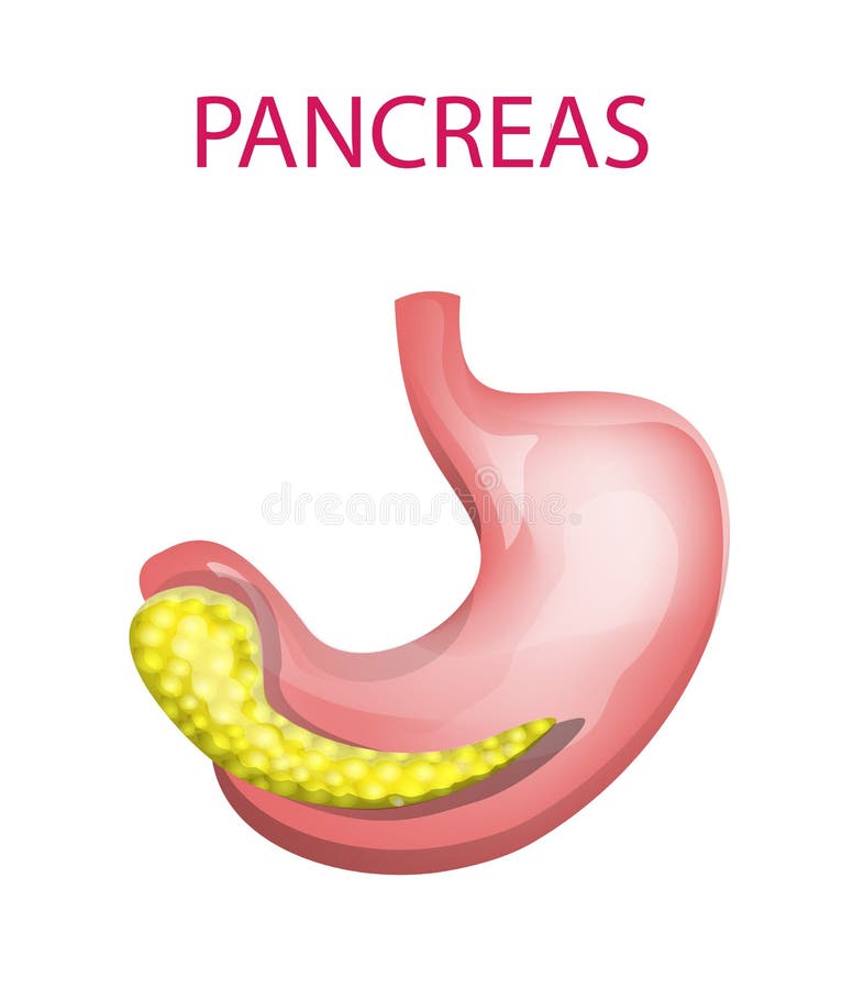 PANCREAS and GASTER stock vector. Illustration of heartburn - 57529372