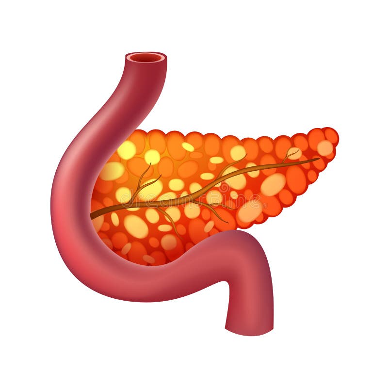 Realistic Pancreas. Secretion of Digestive Juices and Hormones Stock ...