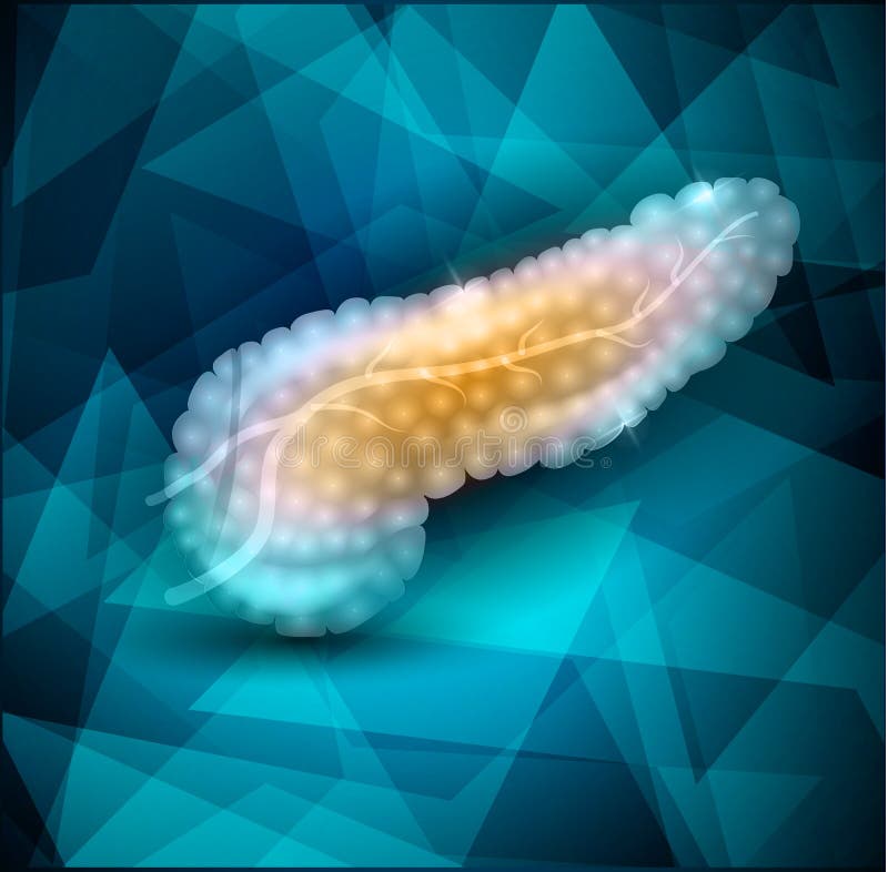 Pancreas human organ stock vector. Illustration of glandular - 78023852