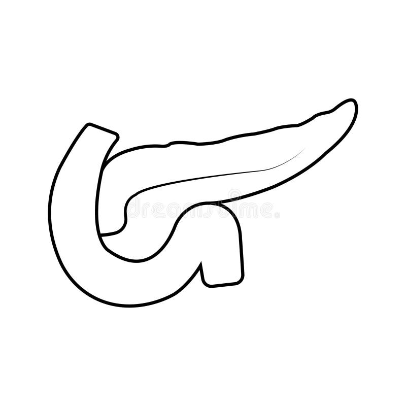 Pancreas icon stock vector. Illustration of biology - 311775512