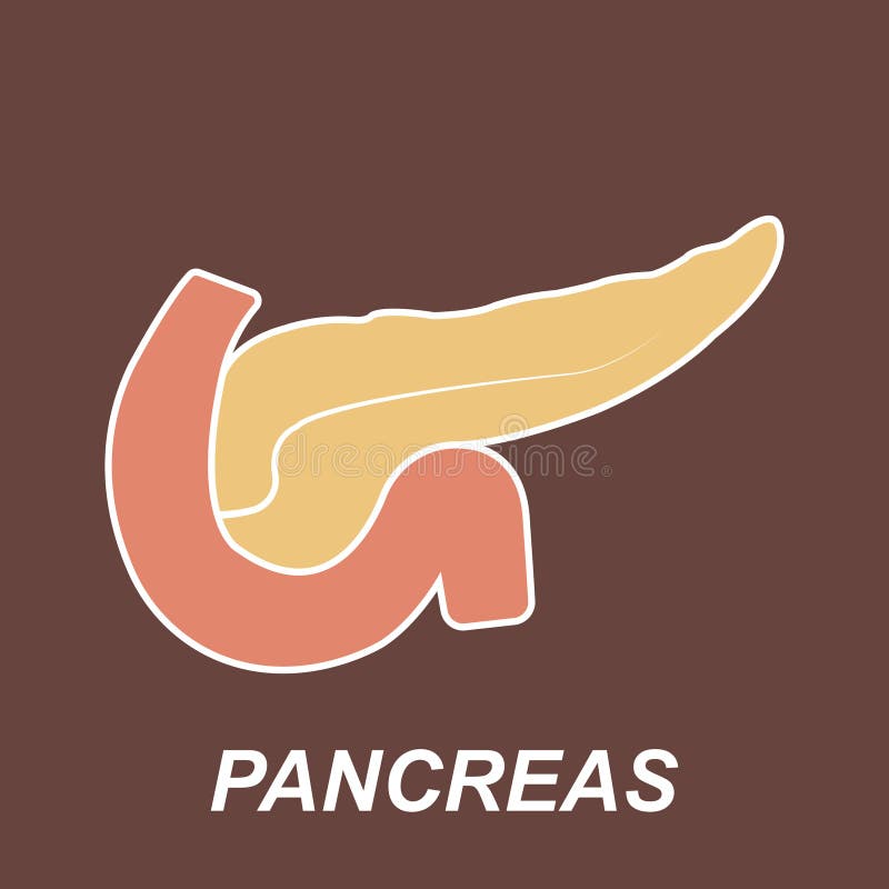 Pancreas Icon Vector Illustration Simple Design Stock Illustrations ...