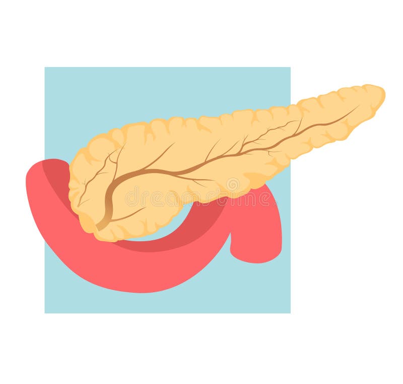 Pancreas Icon Stock Illustration Stock Vector - Illustration of ...