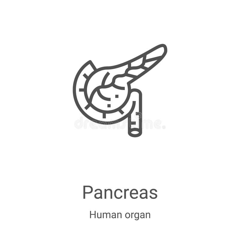 Pancreas Icon Vector from Human Organs Collection. Thin Line Pancreas ...