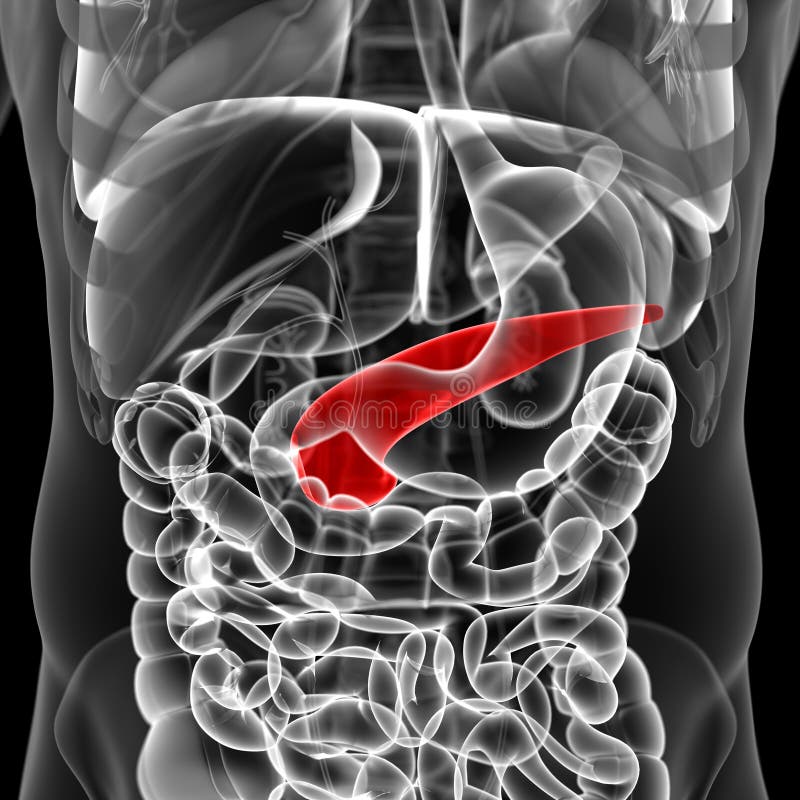 The pancreas stock illustration. Illustration of transparent - 45381787