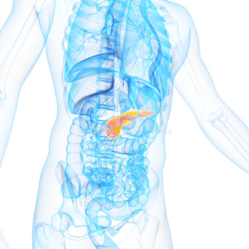 The pancreas stock illustration. Illustration of biology - 45574513