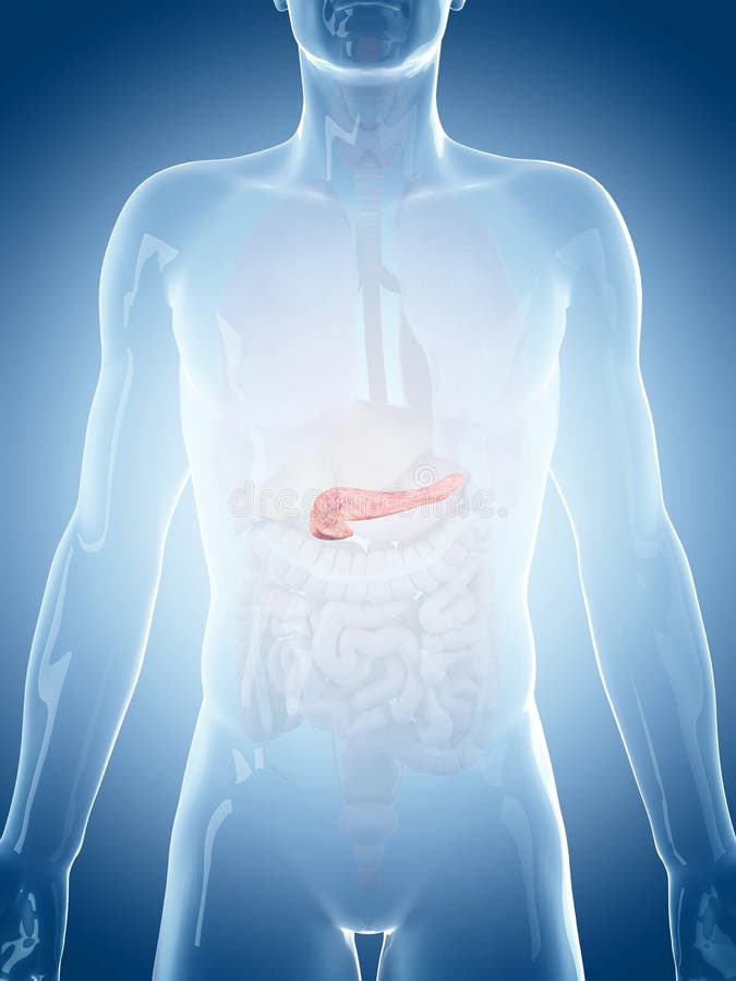 Human colon stock illustration. Illustration of health - 11734643