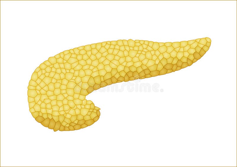 Pancreas anatomy stock illustration. Illustration of body - 147517272