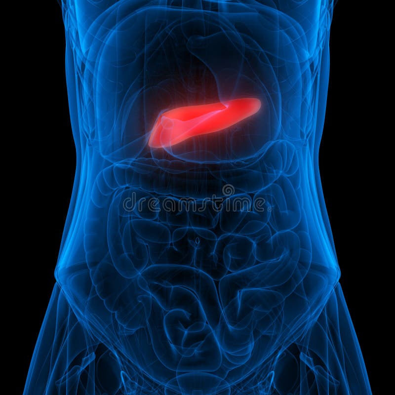Pancreas a Part of Human Digestive System Anatomy 3d Rendering Stock ...