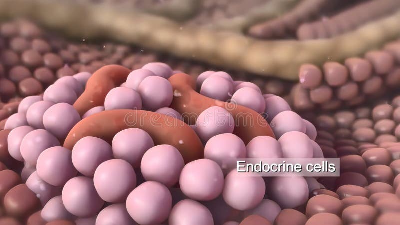 Pancreatic enzyme stock illustration. Illustration of cell - 259584132