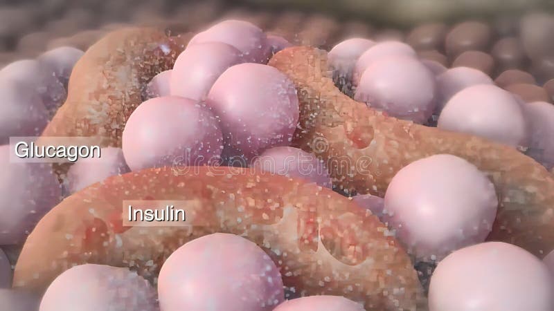 Pancreatic enzyme stock illustration. Illustration of cell - 259584890