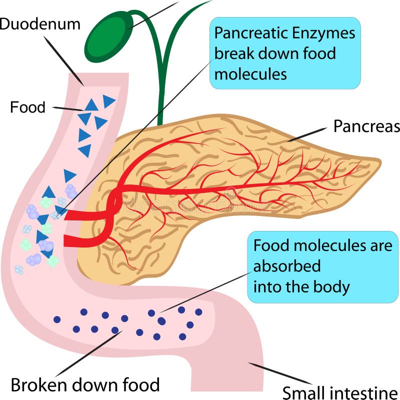Pancreatic Role and Functionin Digestion Process in a Human Body Stock ...
