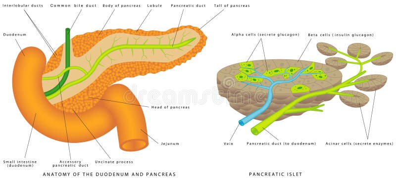 Islets of Langerhans stock vector. Illustration of glandular - 39677481