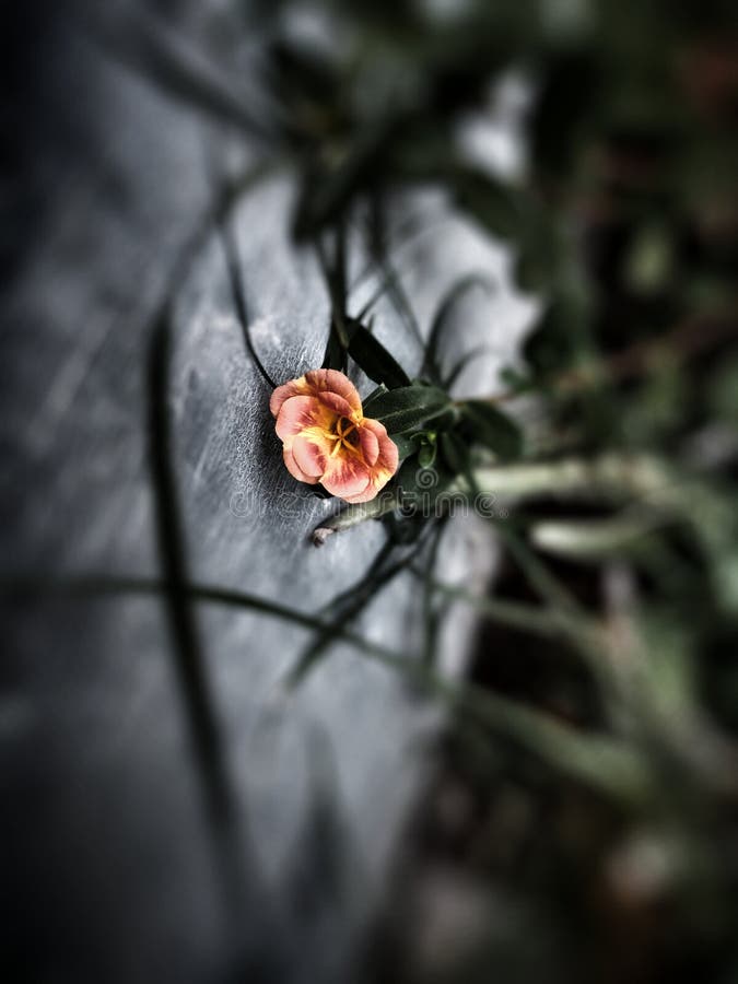 Pancy Flower Focused in a Garden Stock Image - Image of flower, garden ...