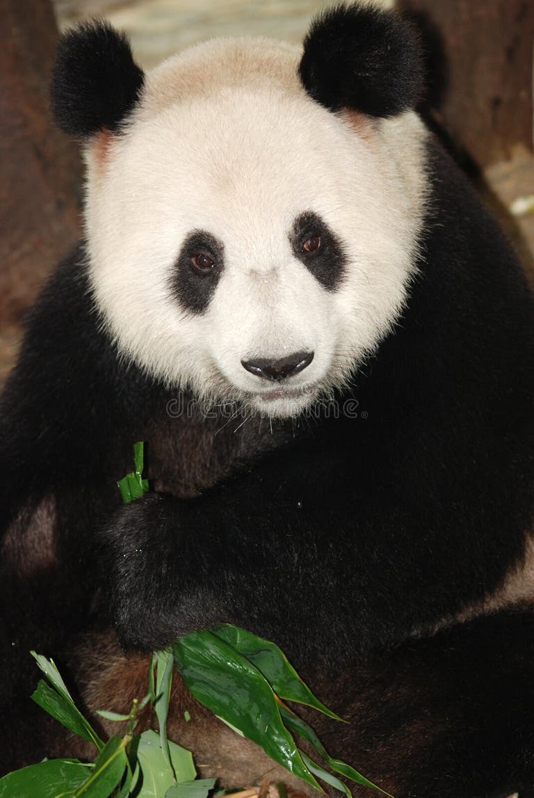 4,318 Panda Fur Background Stock Photos - Free & Royalty-Free Stock ...