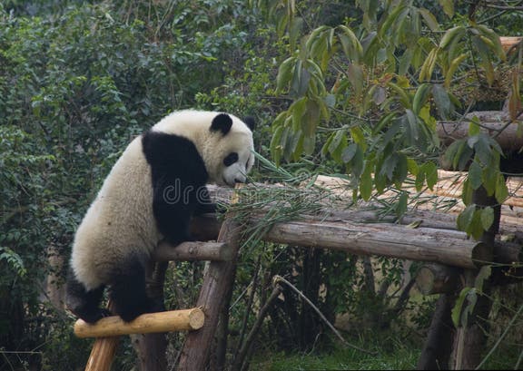 Panda stock photo. Image of china, national, garden, animals - 13354440