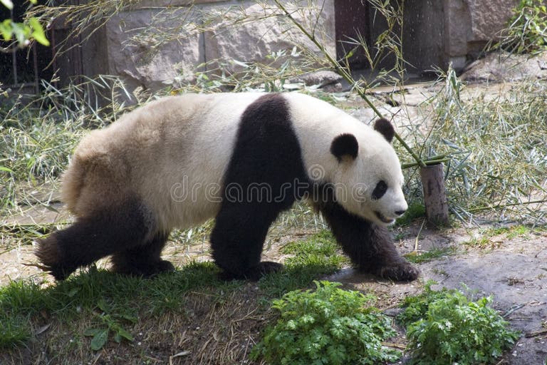 2,639 Panda Cat China Stock Photos - Free & Royalty-Free Stock Photos ...