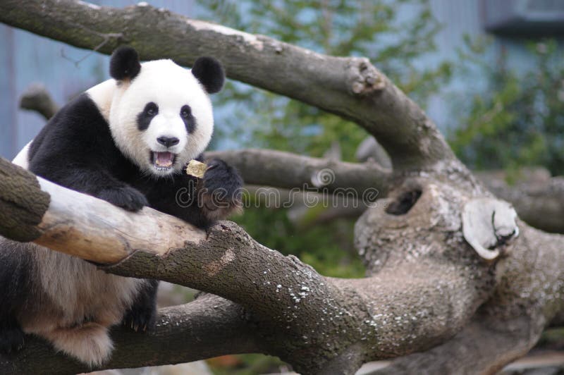 Red Kangaroo stock image. Image of park, baby, native - 19683177