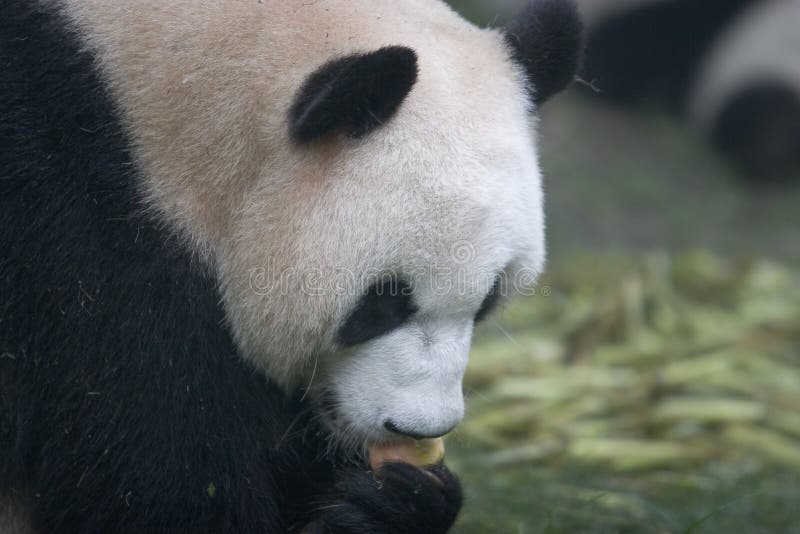 Panda stock photo. Image of white, animal, apple, cute - 14901486