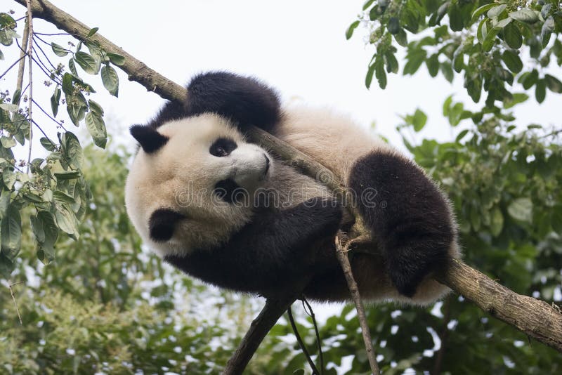 Giant Panda (18 Months) - Ailuropoda Melanoleuca Stock Photo - Image of ...