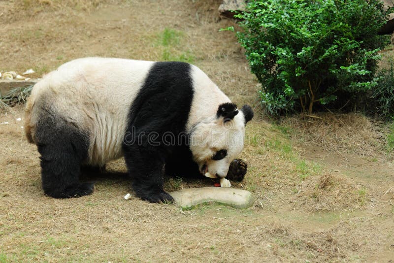 Bear Eatting Grass Stock Photos - Free & Royalty-Free Stock Photos from ...
