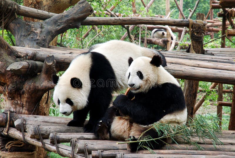 Giant Panda (18 Months) - Ailuropoda Melanoleuca Stock Image - Image of ...