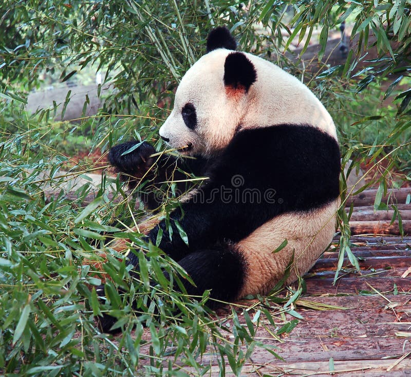Lei Lei, a Female Panda in Fuzhou Zoo, China Stock Photo - Image of ...