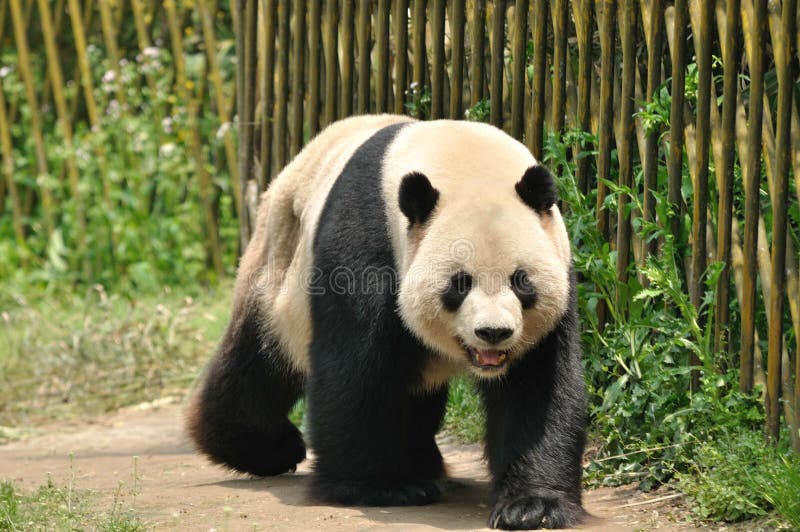 Panda imagen de archivo. Imagen de panda, verde, encantador - 26500303