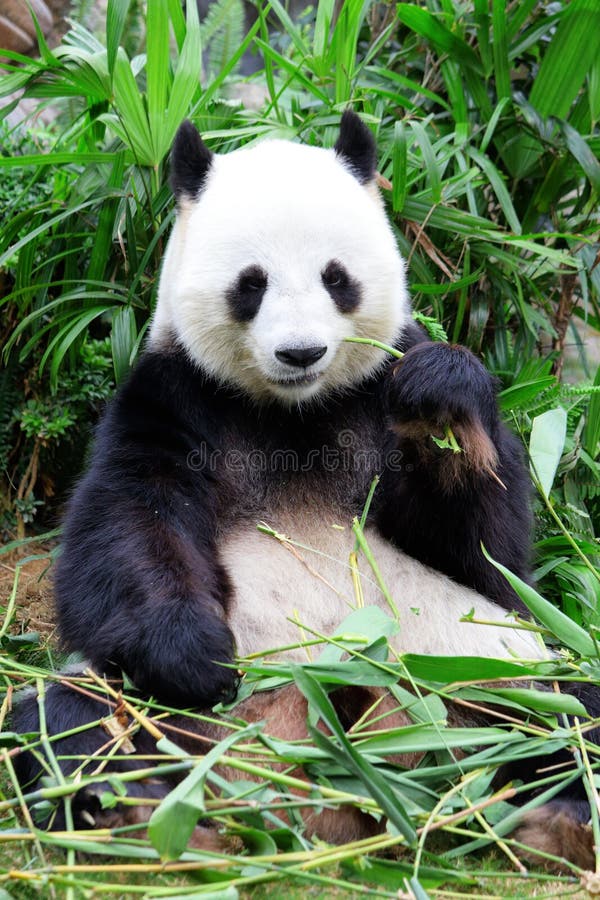 Giant Panda (18 Months) - Ailuropoda Melanoleuca Stock Photo - Image of ...