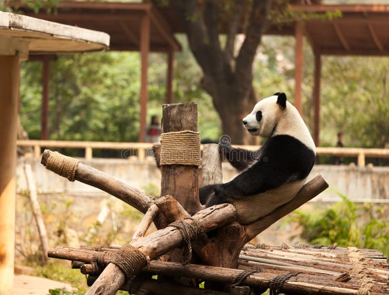 Panda stock image. Image of relaxing, travel, break, chilling - 28555143