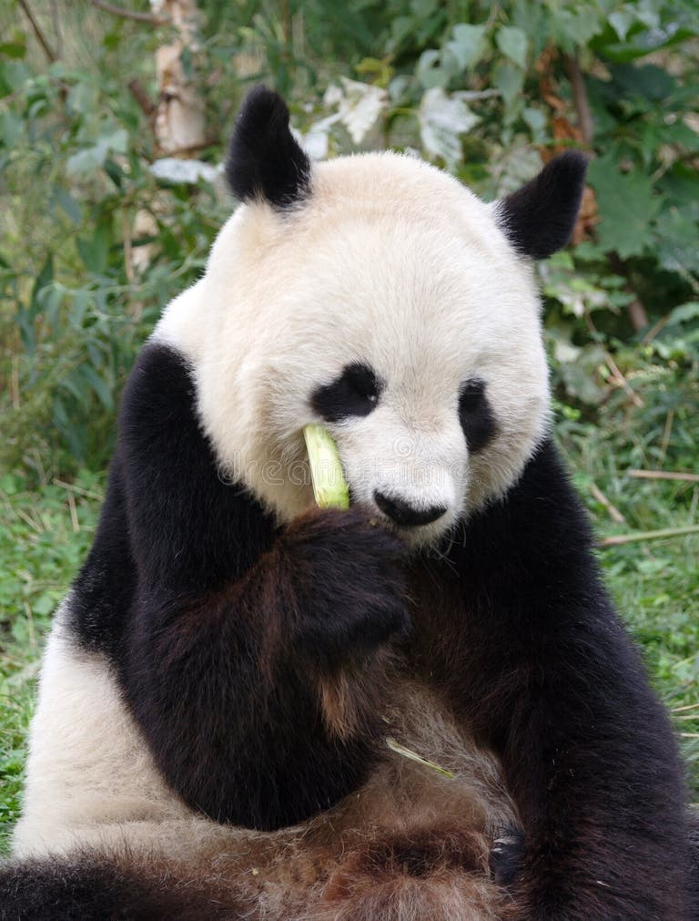 4,864 Big Panda Afro Stock Photos - Free & Royalty-Free Stock Photos ...