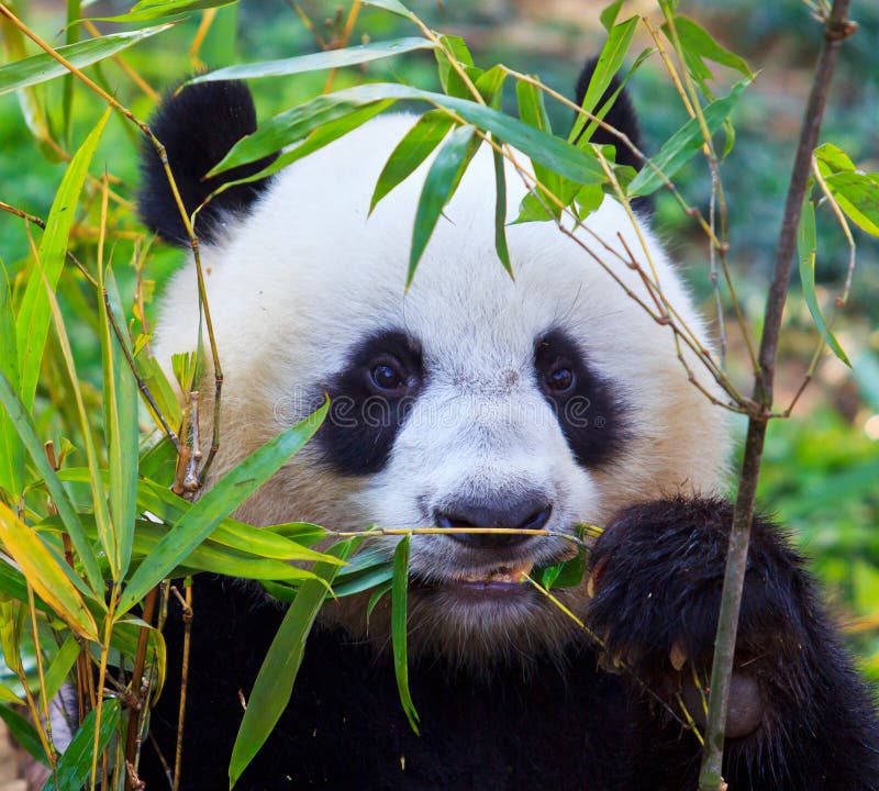 Panda imagen de archivo. Imagen de gordo, selva, panda - 34726397